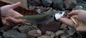 4 Best Mackerel Lures and How to Fish Them