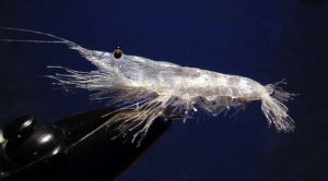 13 Awesome Shrimp Patterns